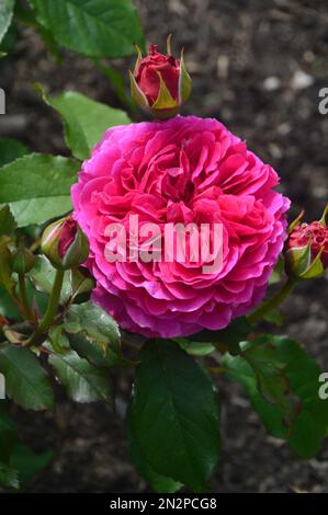 Single Deep Pink Rosa 'Gabriel Oak' Rose Flower grown at RHS Garden ...