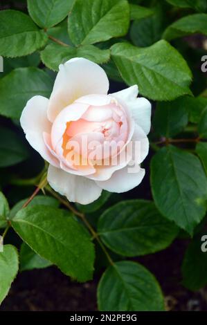Single Apricot Coloured David Austin Rosa 'Port Sunlight' Rose in the ...