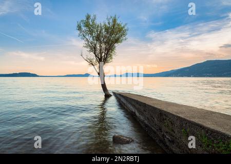 Lone Tree at the edge of lake with copy space for text Stock Photo - Alamy