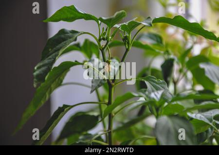 Young pepper seedlings and dying flowers in container on window sill ...