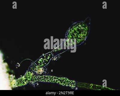 Cladophora sp. algae under microscopic view, Filamentous green algae ...