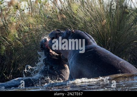 Two hippopotamus fighting to death, Okavango Delta, Botswana Stock ...
