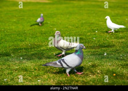 Round and cute big pigeon in outdoor park Stock Photo - Alamy