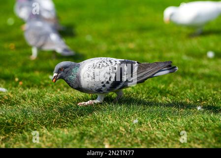 Round and cute big pigeon in outdoor park Stock Photo - Alamy