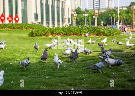 Round and lovely big pigeons in the city square Stock Photo - Alamy