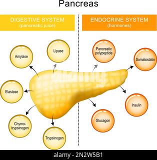 Endocrine system. Insulin function. Pancreas gland hormones secretion ...