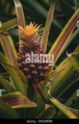Pineapple Plantation Azores, Portugal Stock Photo - Alamy