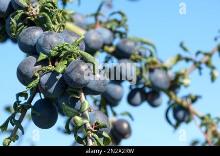 Prunus domestica Langley Bullace, damson Langley Bullace, late culinary ...