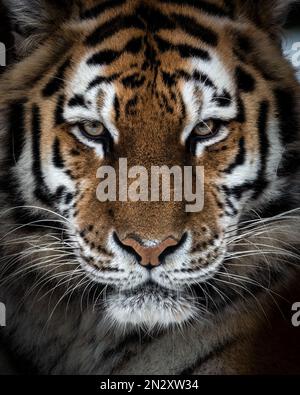 A hyena stare. THESE INCREDIBLE images get up close and personal with ...