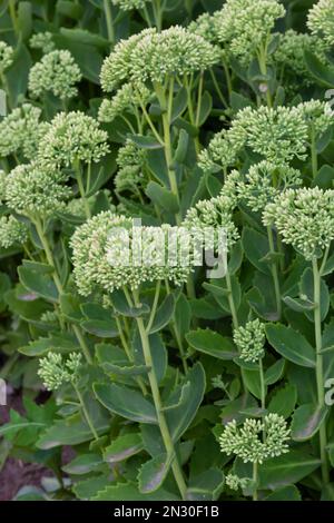 Orpine in early spring with green leaves only .Young shoots of orpine ...