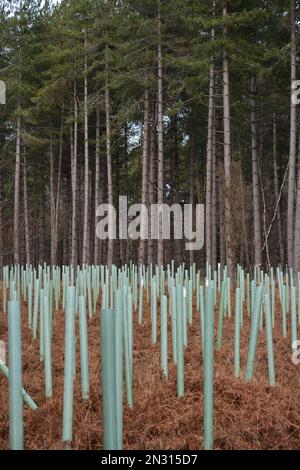Tubing to protect young trees Stock Photo - Alamy