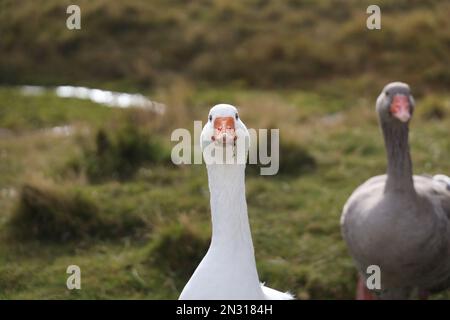 Faroese Geese - Faroe Islands Stock Photo - Alamy