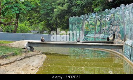 The lion-tailed macaque, also known as the wanderoo, is an Old World ...