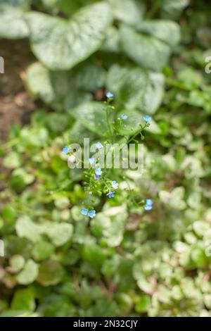 Green leaves of brunnera macrophylla cultivated in the garden. Summer ...