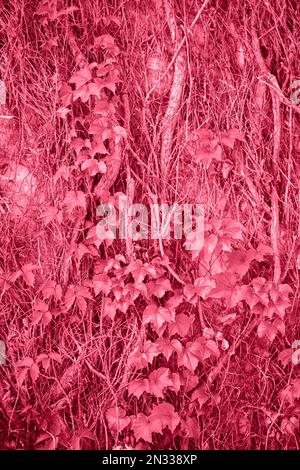 Deciduous ivy twigs on a brick wall Stock Photo - Alamy