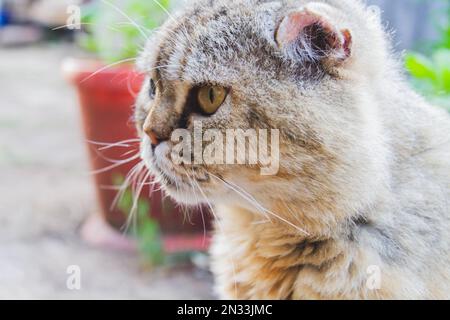 Scottish cat. Fold-eared Scotsman. Beautiful cat close-up. Large fluffy ...