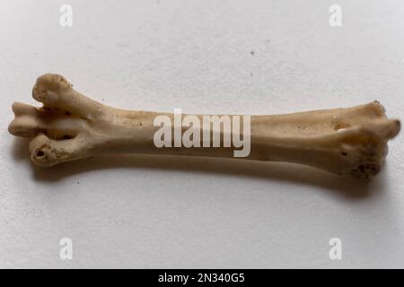 Tarsometatarsus is a part of bird skeletal system. Bird anatomy. Bird ...