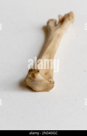 Tarsometatarsus is a part of bird skeletal system. Bird anatomy. Bird ...