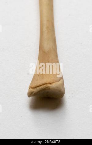 Bird anatomy. This is a part of bird skeletal system. Bird skeletal ...
