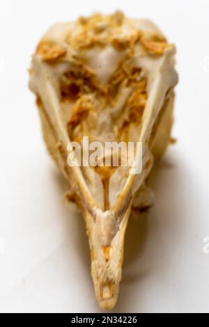 Uper and lower mandible. Bird skull. Bird anatomy. Bird skeletal system ...
