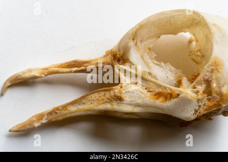 Uper and lower mandible. Bird skull. Bird anatomy. Bird skeletal system ...