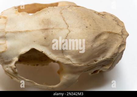 Dorsal view of bird skull or bone. Bird anatomy. Bird skeletal system ...