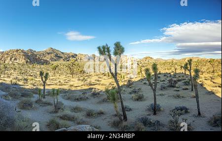 Picture of Yoshua Tree National Park with cactus trees in California ...