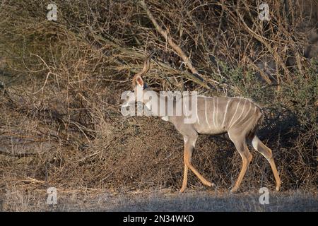 Male lesser kudu (Tragelaphus imberbis) photographed in evening light ...