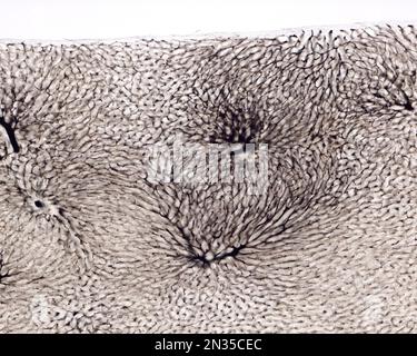 The study of an organ microvasculature usually implies the filling of ...