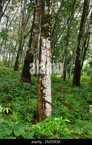 rubber tree, Pará rubber tree, Kautschukbaum, Gummibaum, hévéa, hévéa ...