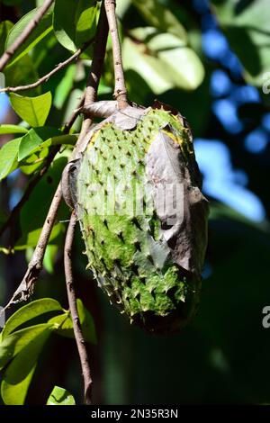 Soursop, Stachelannone, Graviola, Guanábana, Guyabano, Corossol ...