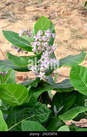 crown flower, Kronenblume, Calotropis gigantea, koronavirág, Srí Lanka ...