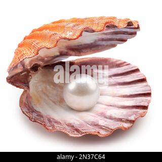 Scallop with Shell Stock Photo - Alamy