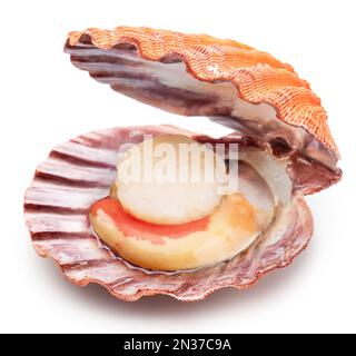 Fresh live opened scallop with scallop roe or coral close up. File ...