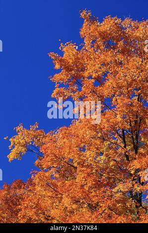 Maple Trees in Autumn, Gatineau Park, Quebec, Canada Stock Photo - Alamy