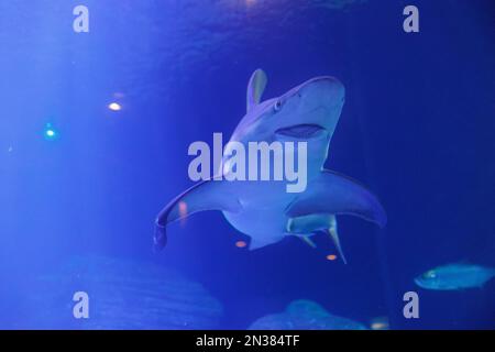 Medium Sized Shark inside an Aquarium, Fish Theme Stock Photo - Alamy