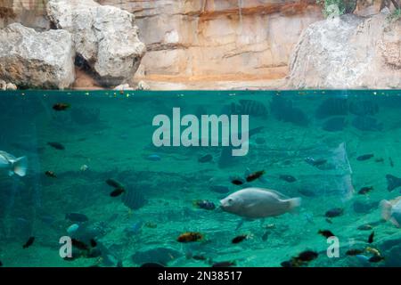 Fishes and Corals inside a Big Blue Aquarium Tank Stock Photo - Alamy
