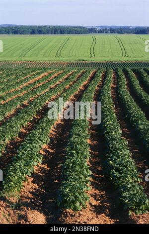 Potato Field, Kinkora, Prince Edward Island, Canada Stock Photo - Alamy