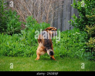 A closeup of a dog pooping outdoors Stock Photo - Alamy