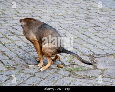 A closeup of a dog pooping outdoors Stock Photo - Alamy