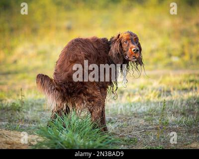 A closeup of a cocker spaniel dog pooping outdoors Stock Photo - Alamy