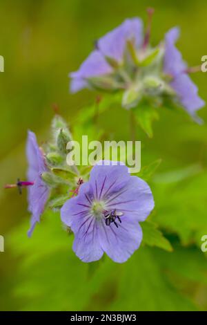 Wild purple geraniums in bloom against a green background of the forest ...