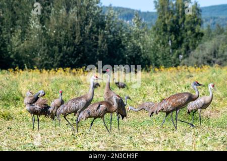 A scenic view of a group of sandhill cranes located in an open field ...