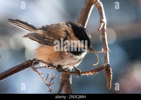Chickadee close-up profile view on a tree branch with a blur background ...