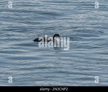 Common loon in non-breeding plumage Stock Photo - Alamy