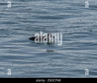 A common loon in non-breeding plumage Stock Photo - Alamy