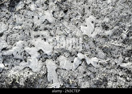 Intricate ice patterns on streets; Sitka, Alaska, United States of ...