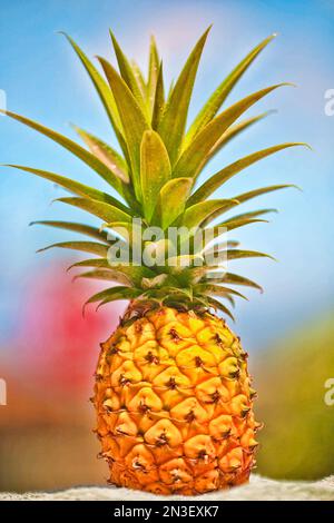 pineapple fruit on blurred of nature background Stock Photo - Alamy