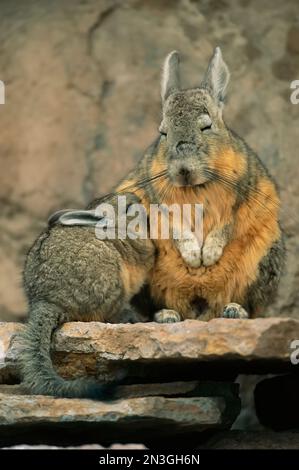 Close up of Viscacha rodent in machu picchu ruins Stock Photo - Alamy
