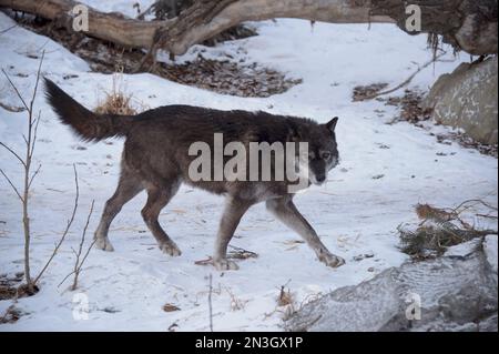 Wolf (Canis lupus), Calgary, Calgary Zoo, Alberta, Canada Stock Photo ...